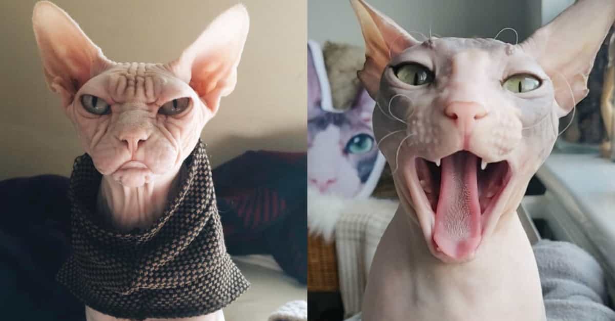 Photos that prove Sphynx cats are the cuddliest