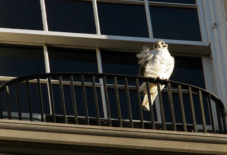 Pale Male’s mate shacks up with boy toy years after iconic NYC hawk’s ...