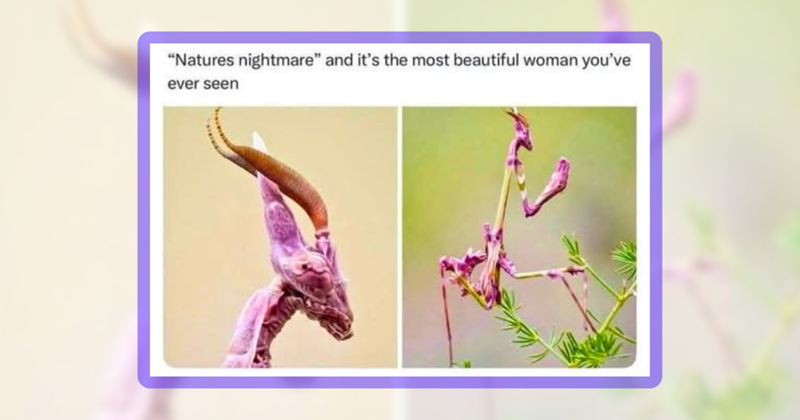 'Six legs, zero chill': 27 insect memes to bug you into a better mood
