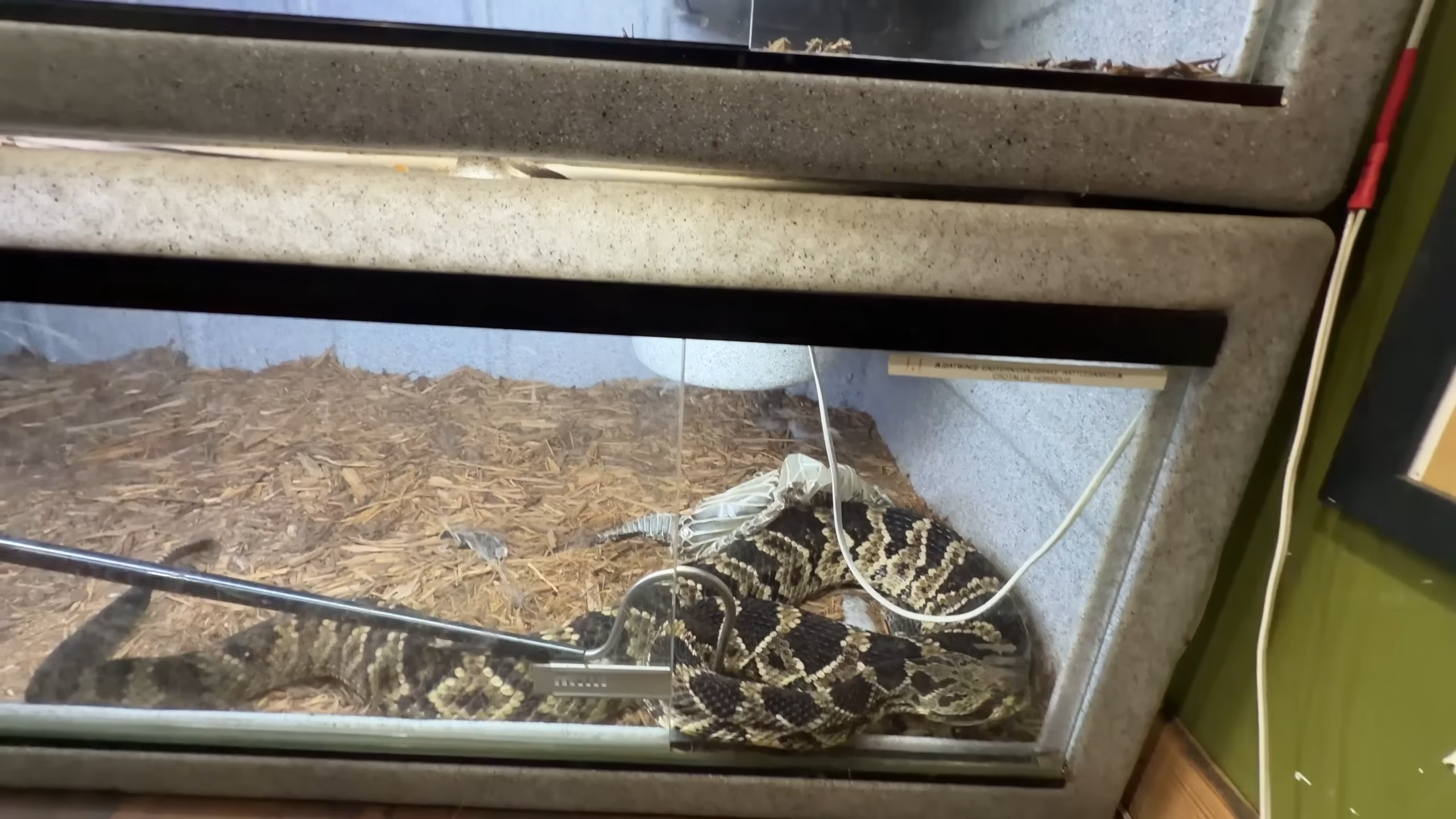 The world’s deadliest snakes nearly struck him - caught on camera