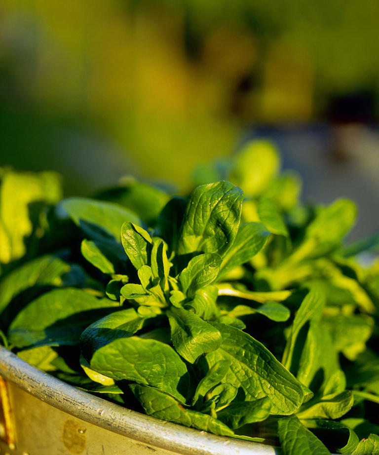 How to grow a salad garden in a month – everything you can still sow ...