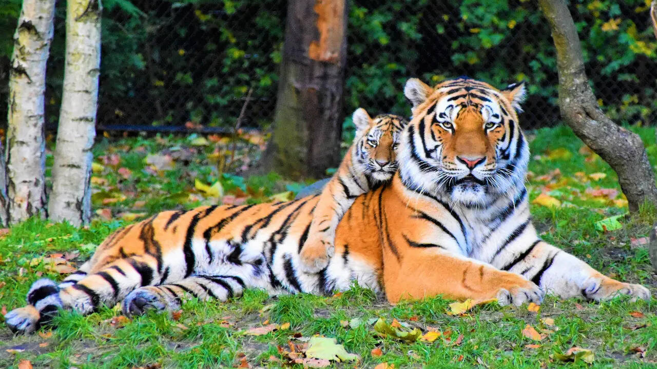 Amazing facts about tigers that may surprise even wildlife lovers ...