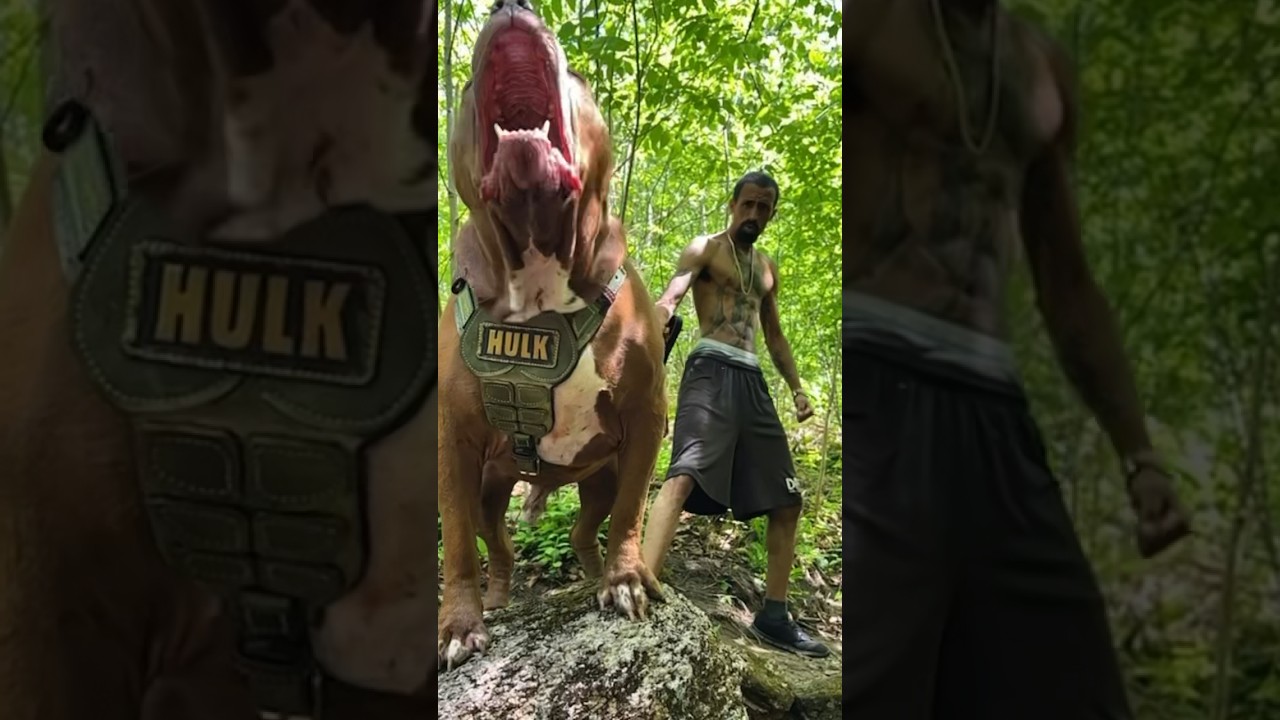 This dog might be the ultimate bodyguard