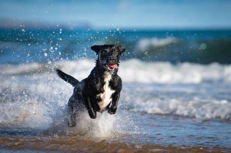 Nine common dog breeds at 'higher risk of health issues' in hot weather