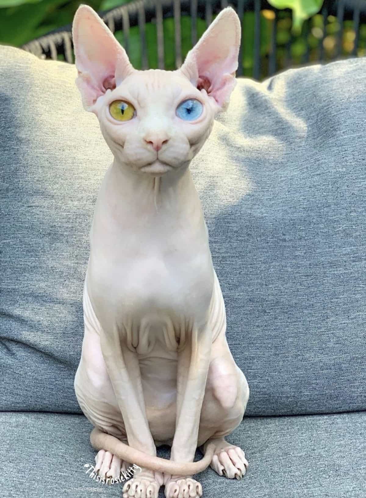 Photos that prove Sphynx cats are the cuddliest