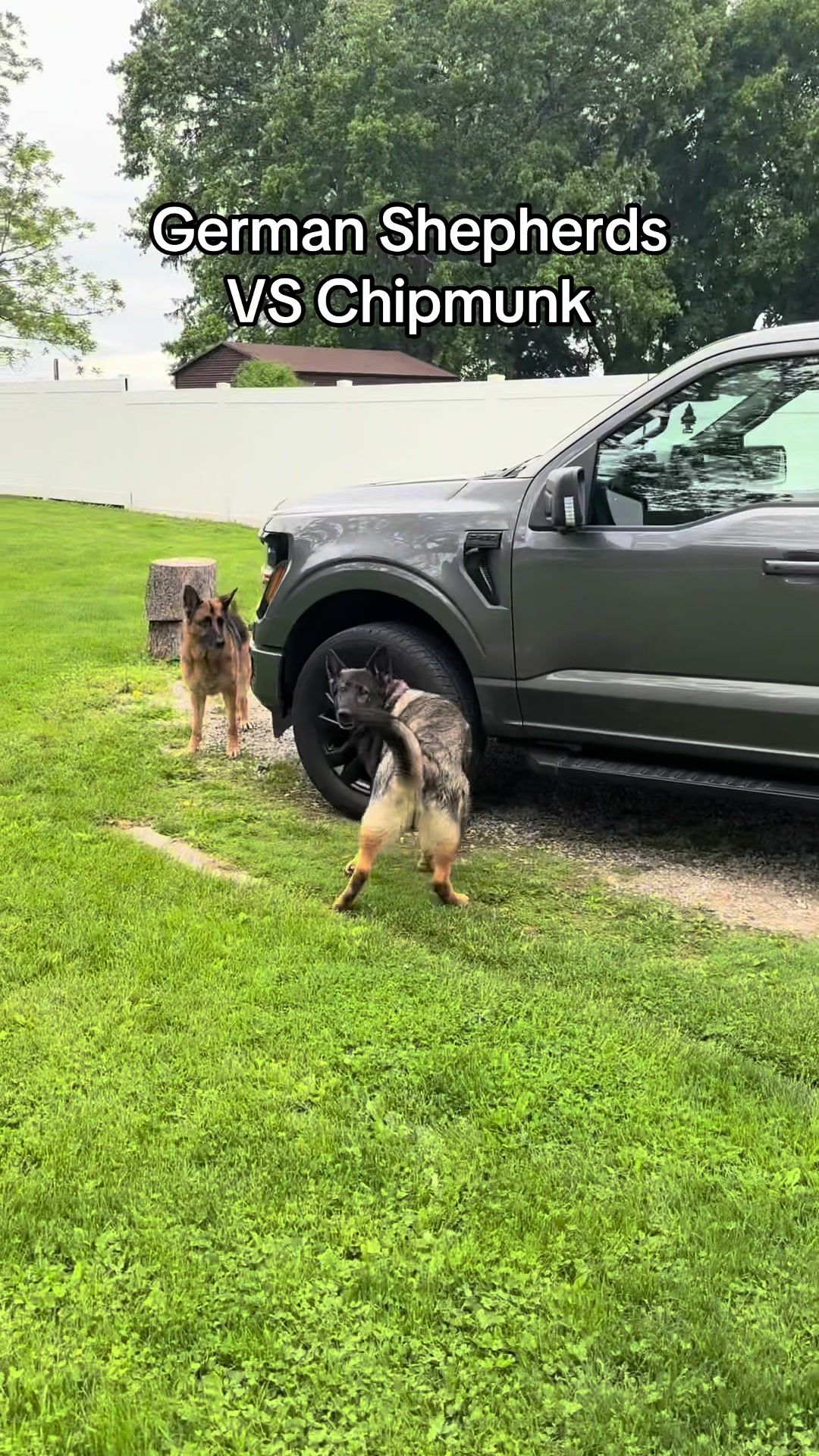 German shepherds vs chipmunk... they tried their best