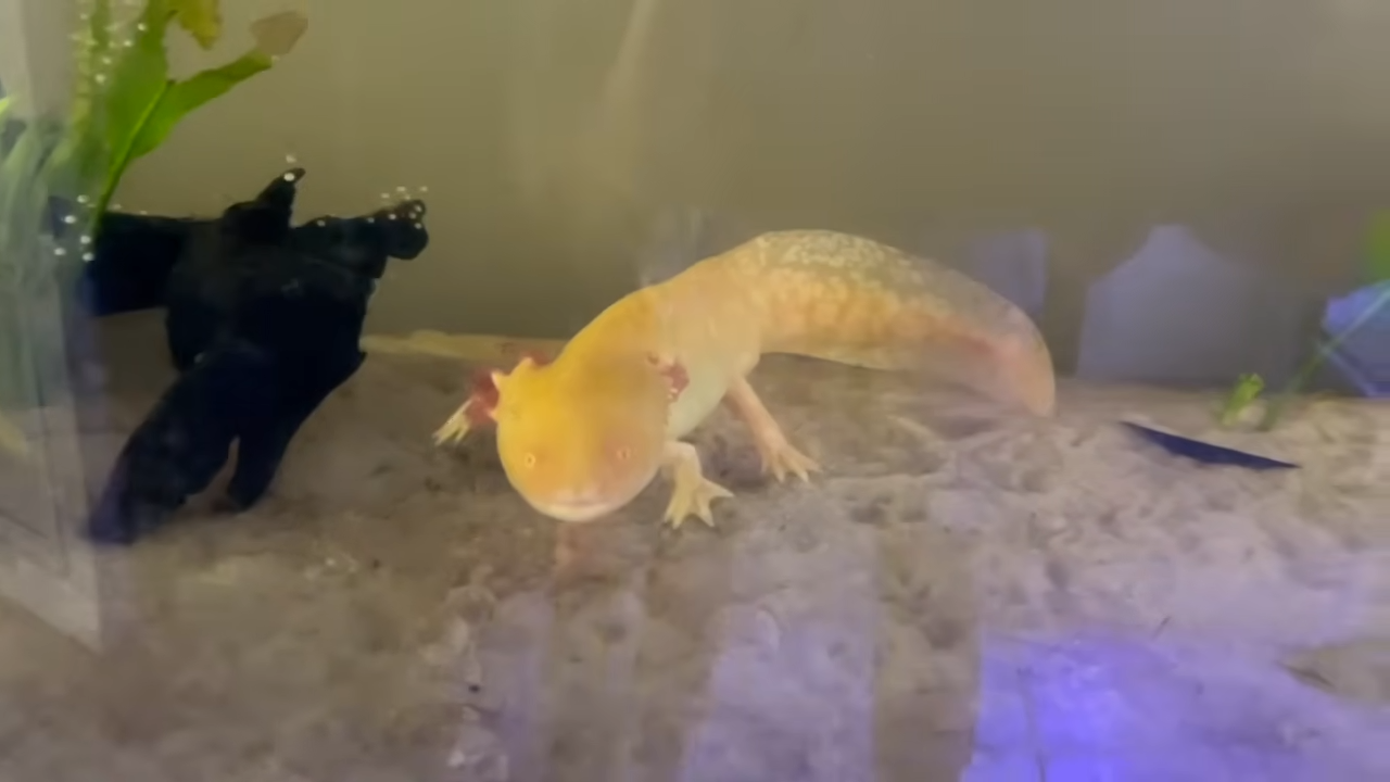 His pet axolotls started breeding, and the babies are worth big money