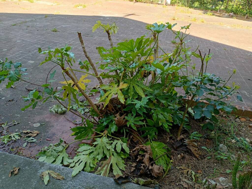 Vandali in azione a Varazze: nella frazione Pero presi di mira i giochi ...