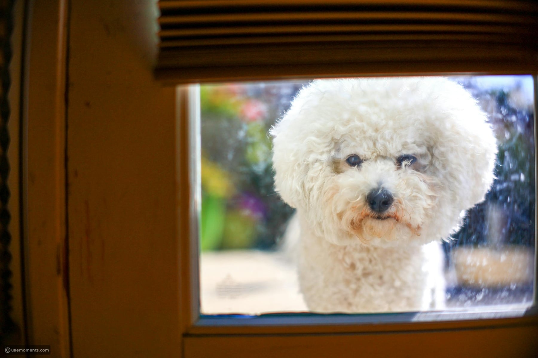 If your dog stares at you without blinking, here’s what it could mean