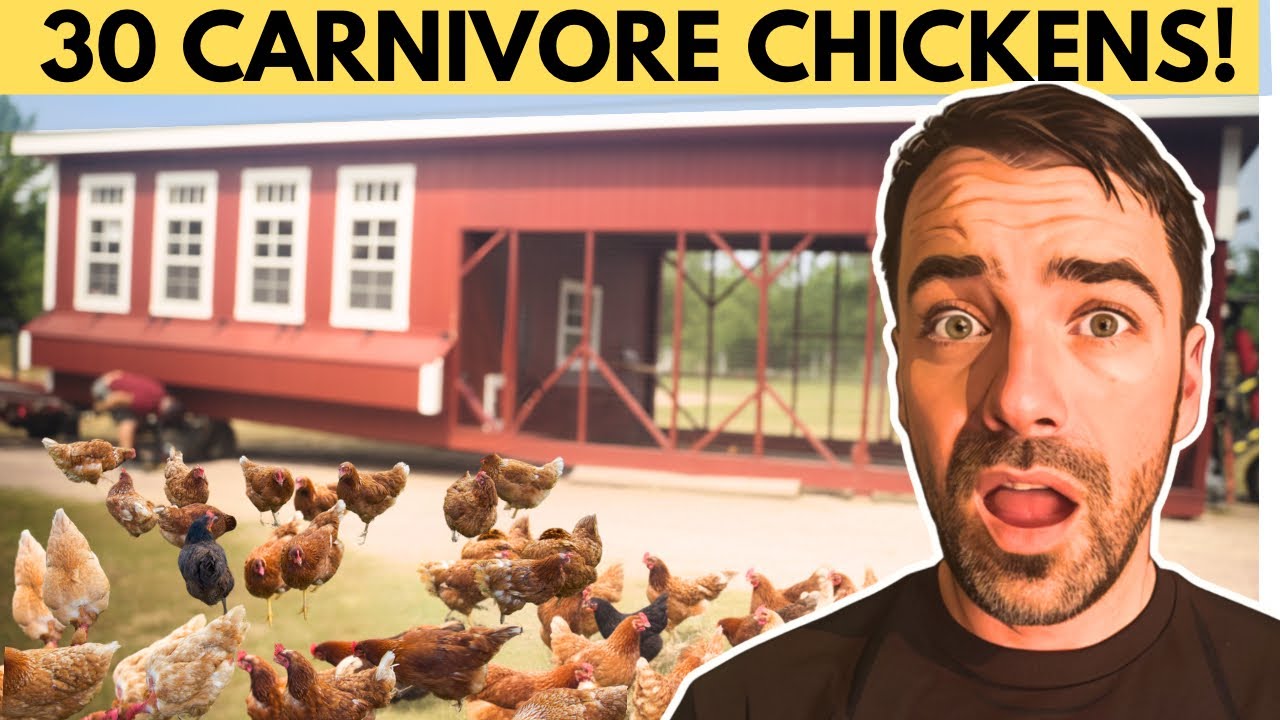 Our biggest chicken coop upgrade project ever built
