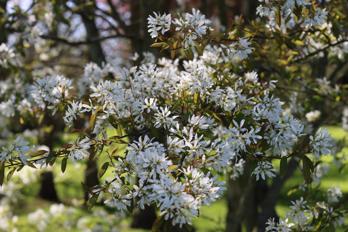 10 plants that will keep your garden cooler than a parasol in hot weather