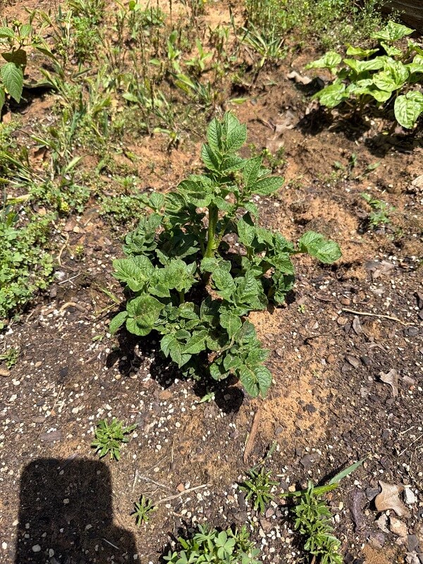 Gardener shares photo after sprouted grocery-store potato takes off in ...