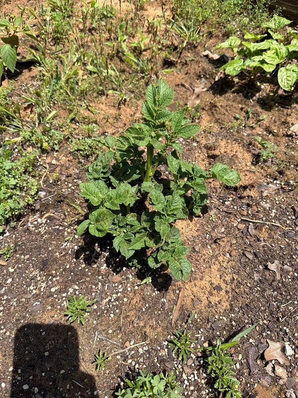 Gardener shares photo after sprouted grocery-store potato takes off in ...