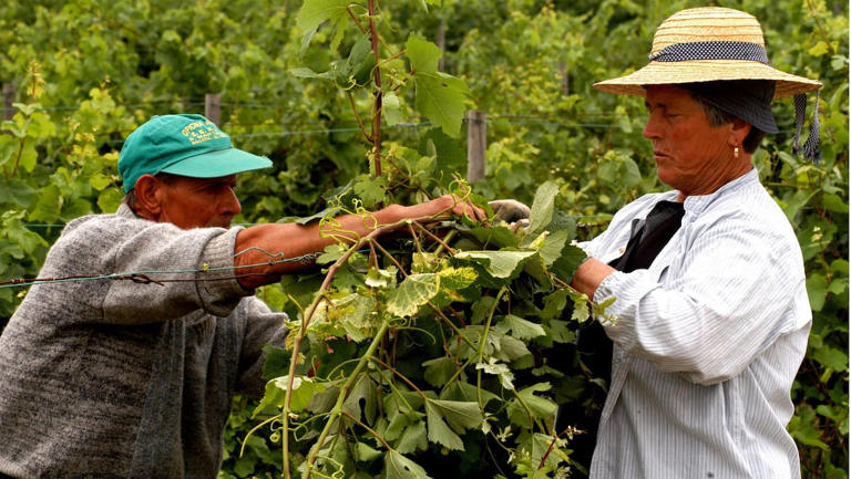 Baga: Portugals Antwort auf Pinot noir