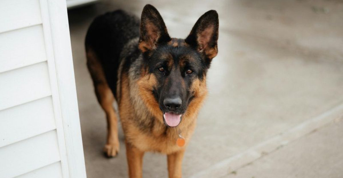 11 dog breeds with sharp instincts and constant environmental awareness