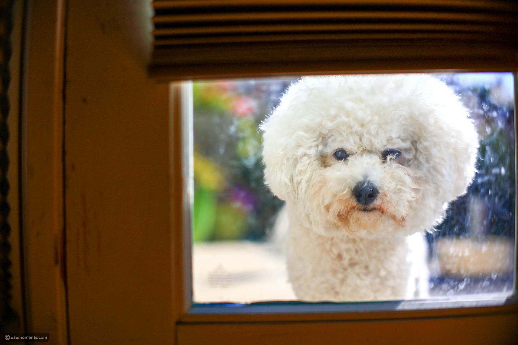 If your dog stares at you without blinking, here’s what it could mean