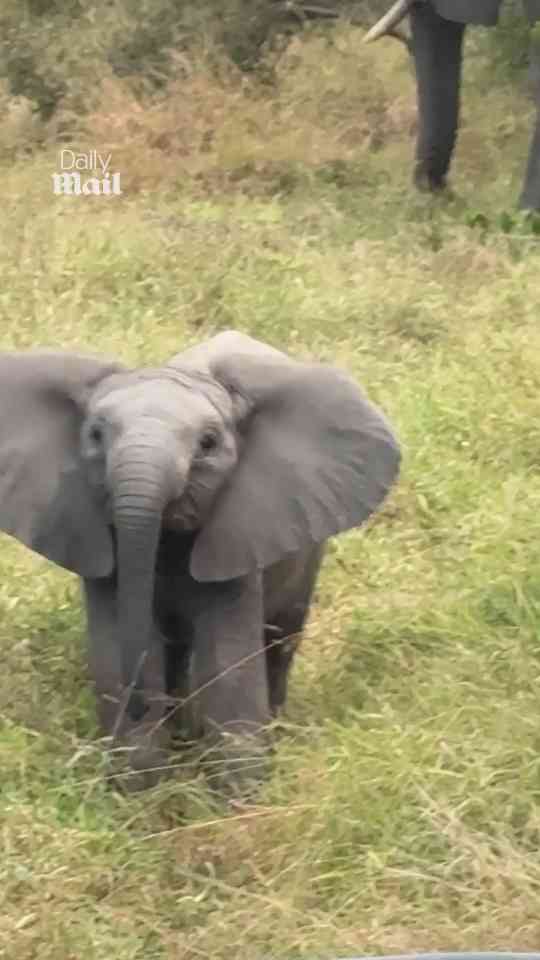 Baby elephant charges safari tourists in adorable show of confidence