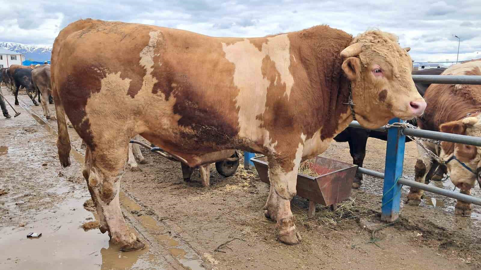 Şampiyon Çakır 525 bin TL’den satışta