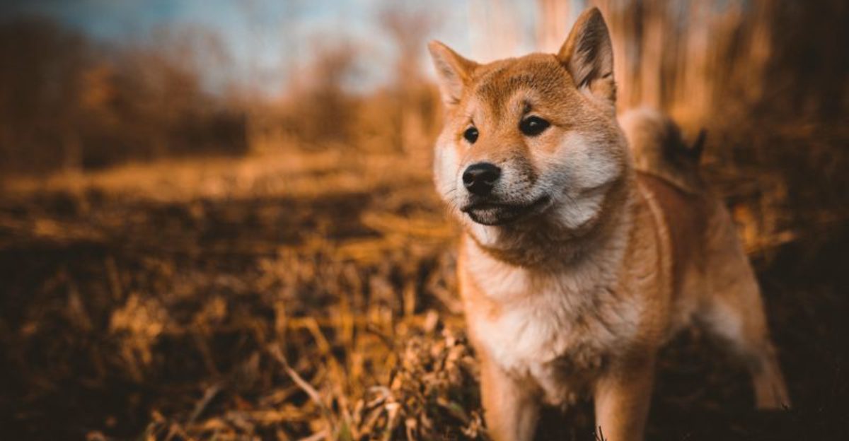 12 dog breeds owners should think carefully about before adding other pets