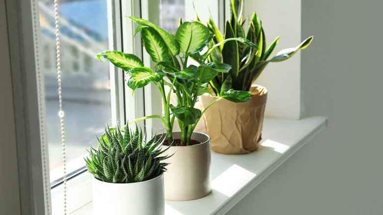 15 plants perfect for a south-facing window