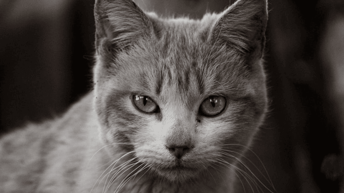 Purina answers: Why does your cat's breath smell strange?