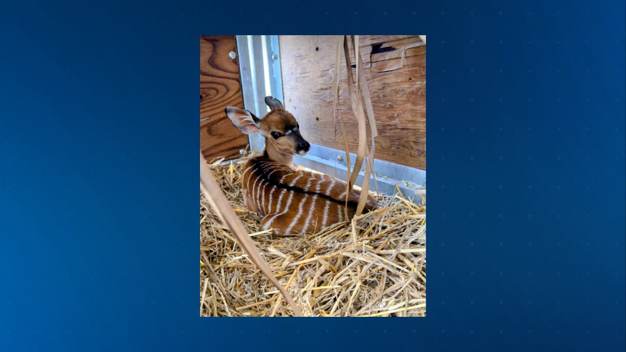 ZooTampa welcomes new nyala calf to expanding family