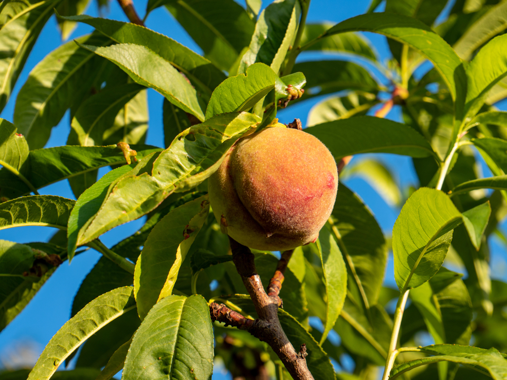 20 easiest fruit trees to grow in containers