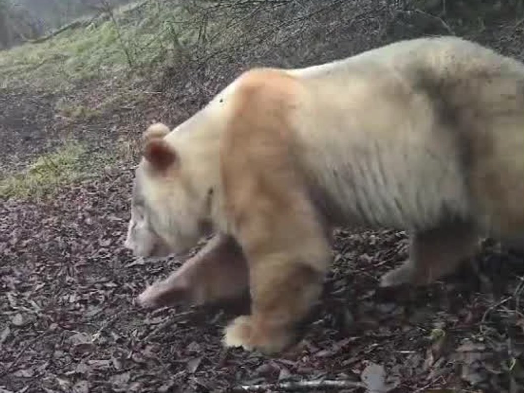 Wildlife camera captures rare albino panda