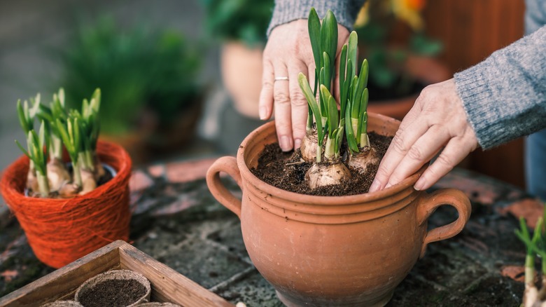5 bulbs you shouldn't be planting in containers (& what to do instead)