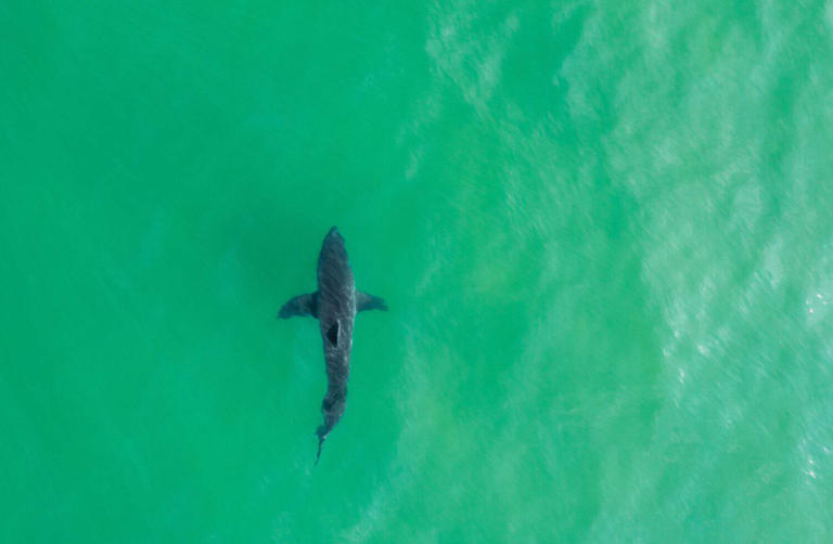 Where You’re Most Like to Spot Great White Sharks Off the Coast of Cape Cod