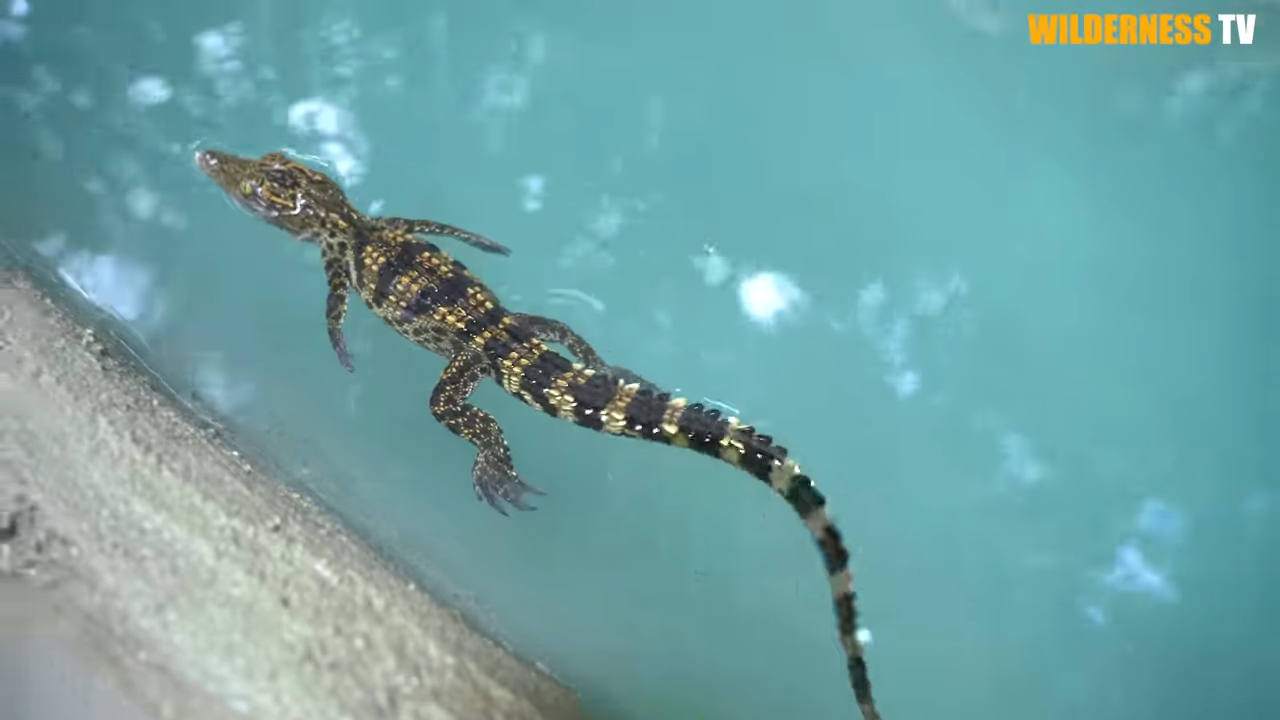 Watch this little crocodile go from vulnerable to safe in its new home