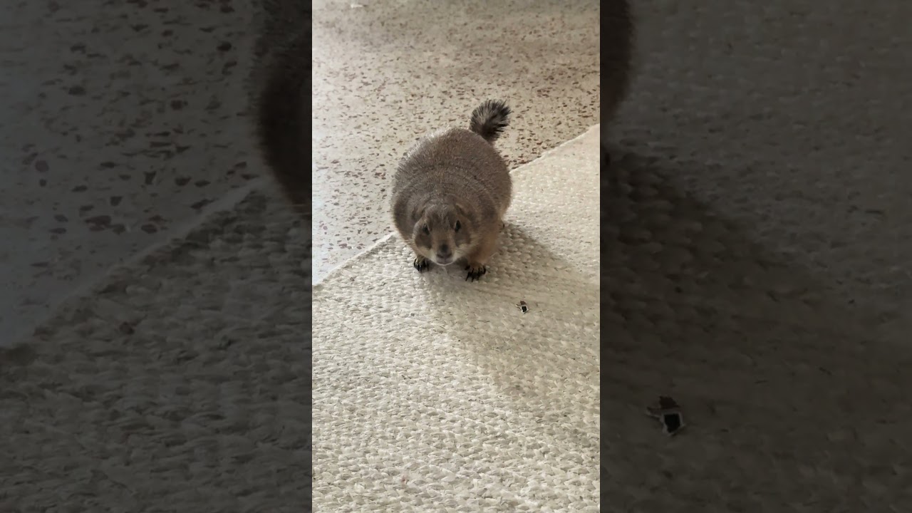 Sassy prairie dog hilariously reminds puppy that sharing is not an option