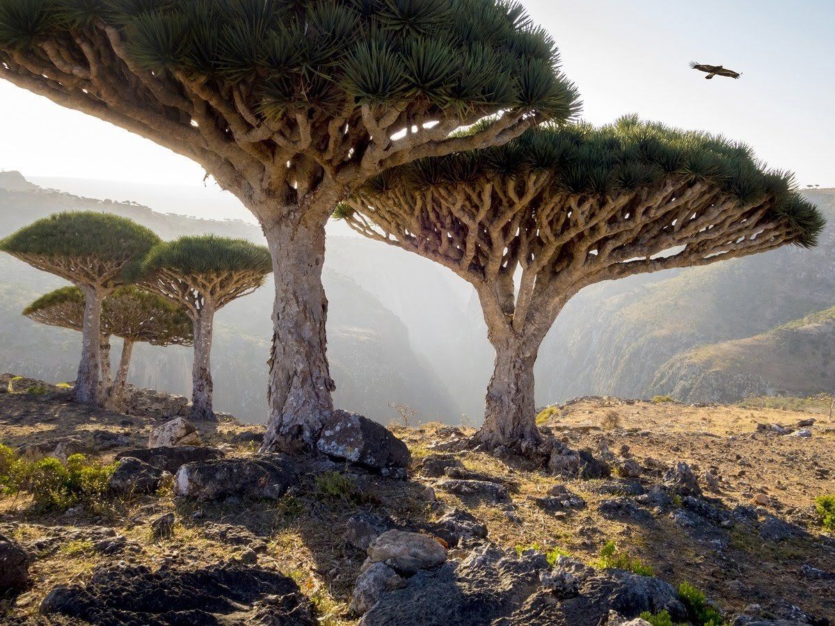 Where to find the most majestic trees on Earth