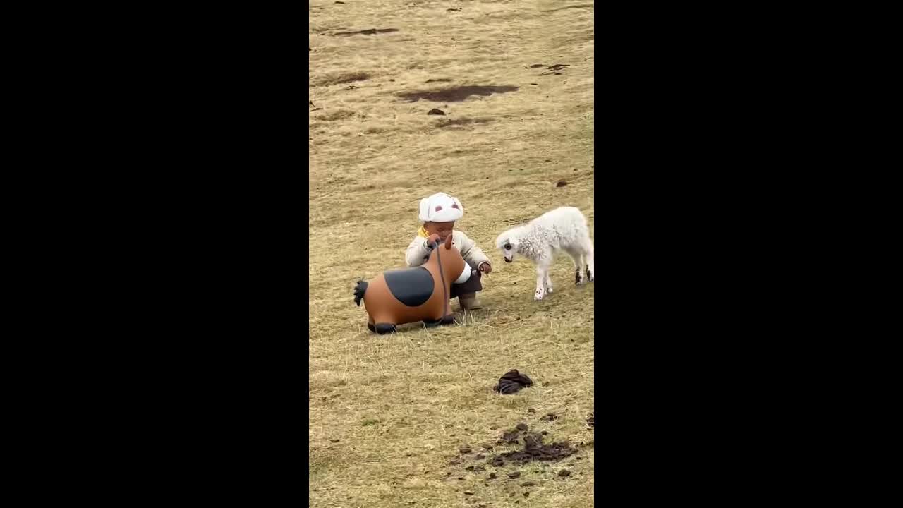 Playful lamb repeatedly headbutts toy donkey during interaction with ...
