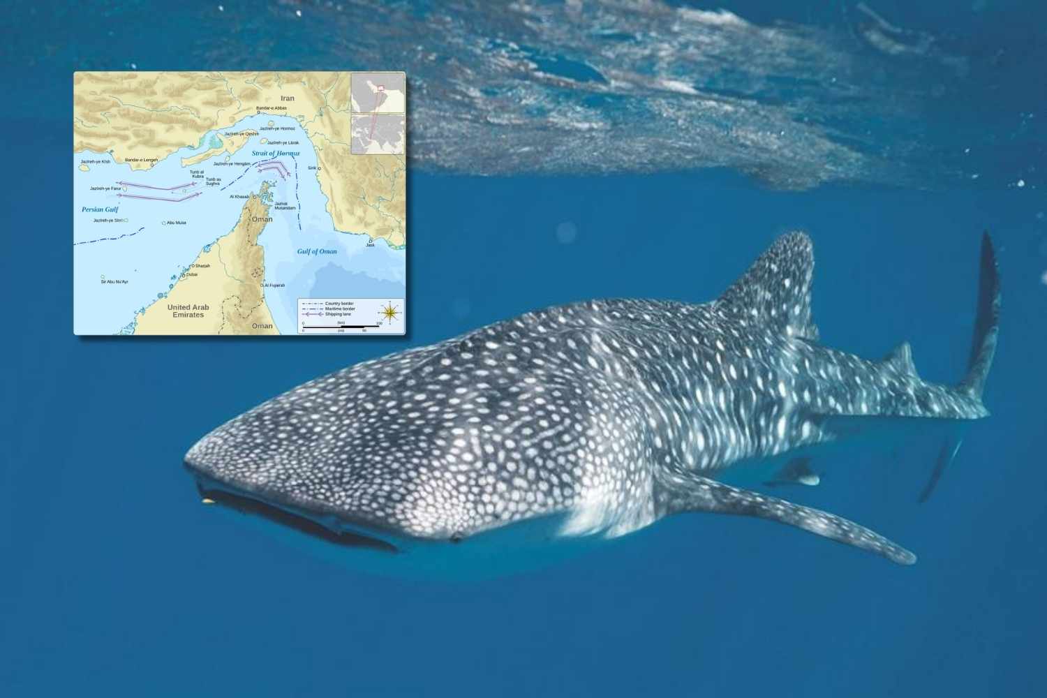 L’altra guerra silenziosa nello Stretto di Hormuz (di cui non parla ...