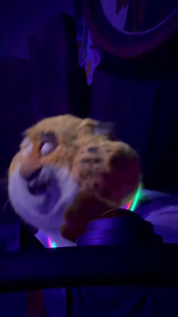 Best of Clawhauser animatronic in 'Zootopia: Better Zoogether!'