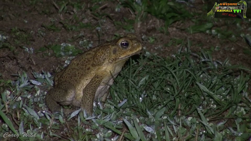 Discovering dangerous cane toad invasion in Australian wilderness