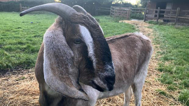 Goat who ‘was not a fan of children’ finds home at sanctuary