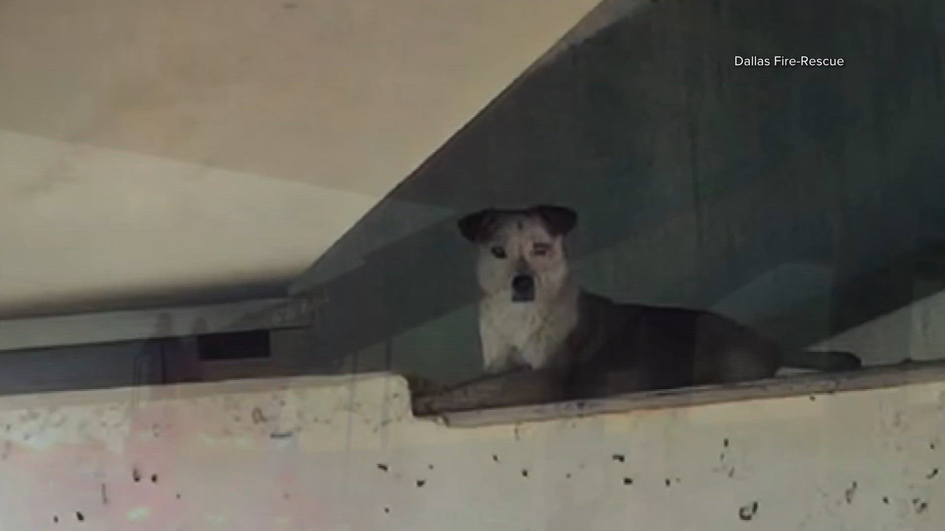 Dallas Fire-Rescue saves a dog that climbed on top of a pillar under a ...