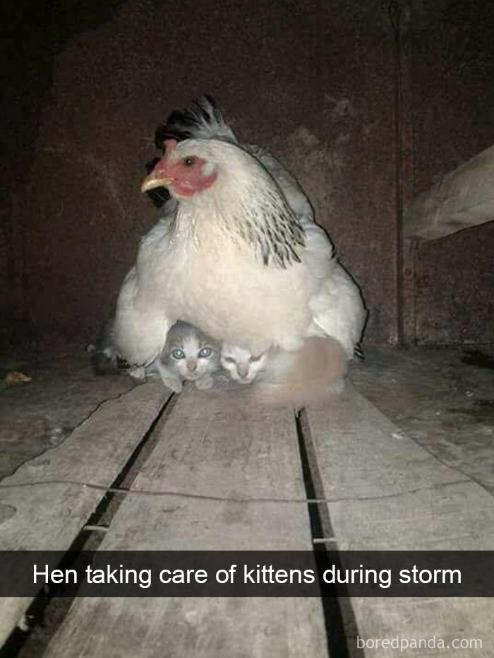 46 times birds were so funny, people just had to Snapchat them