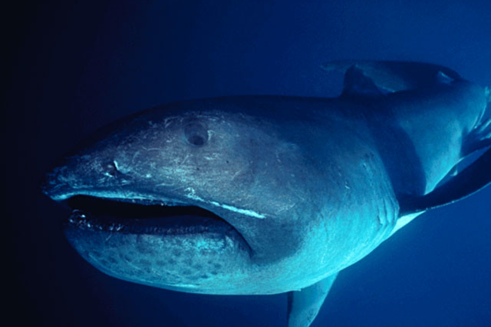 14 sharks with features scientists study