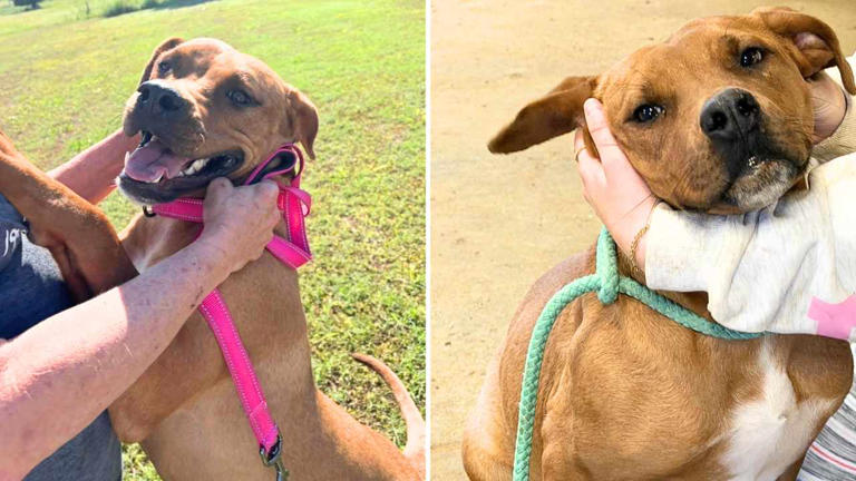 Young redbone coonhound mix pup searching for home after early life as ...