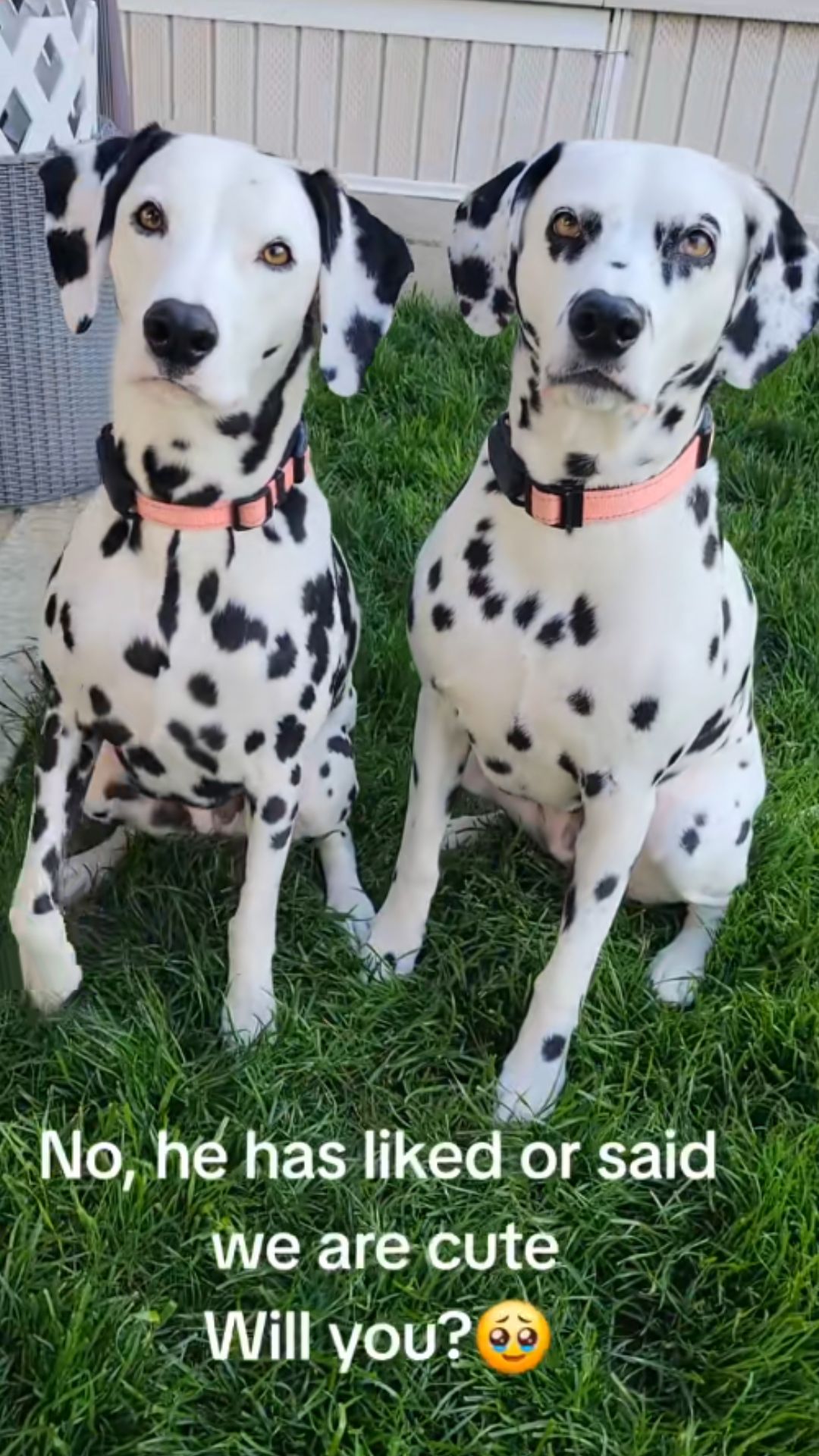 Will you leave one? Cute dog moments captured