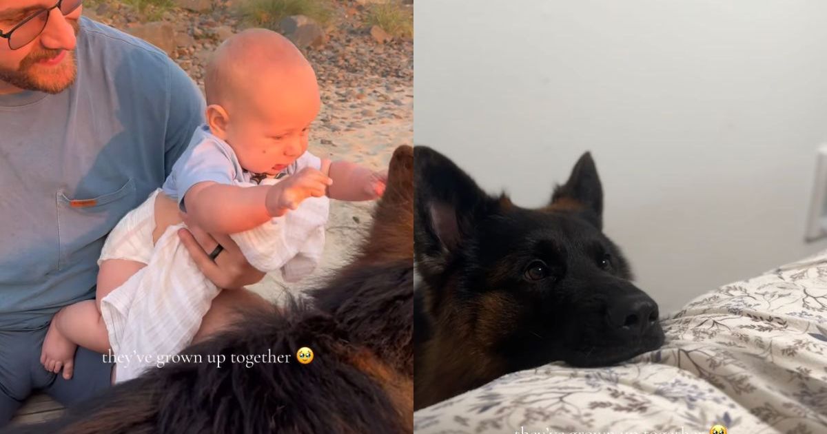 Dog & little boy become inseparable as they grow up together
