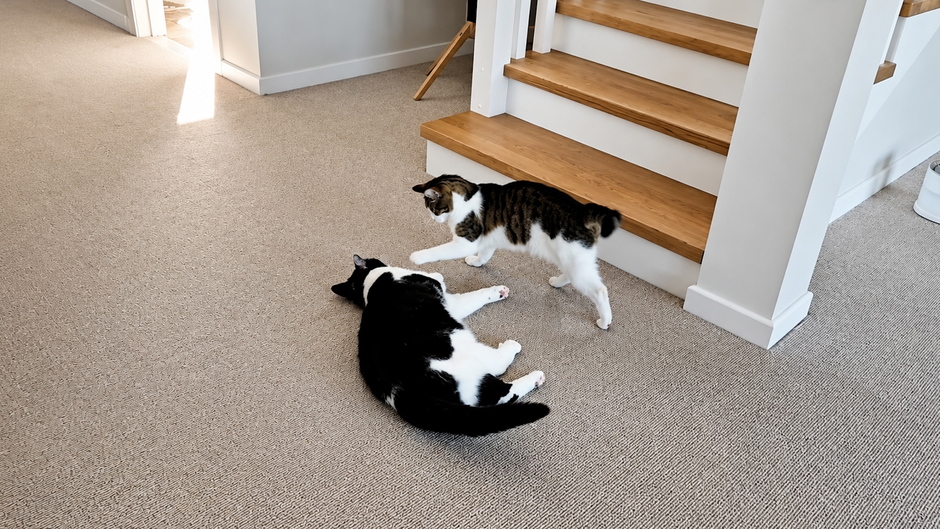 The cat war that has been going on for an entire year