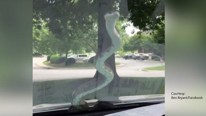 More central NC snakes wandering for water amid drought; Repticon in ...