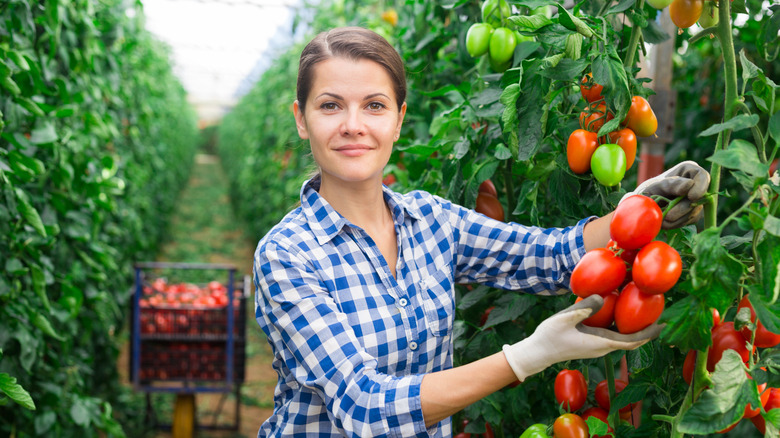 10 tips to grow tomatoes in containers