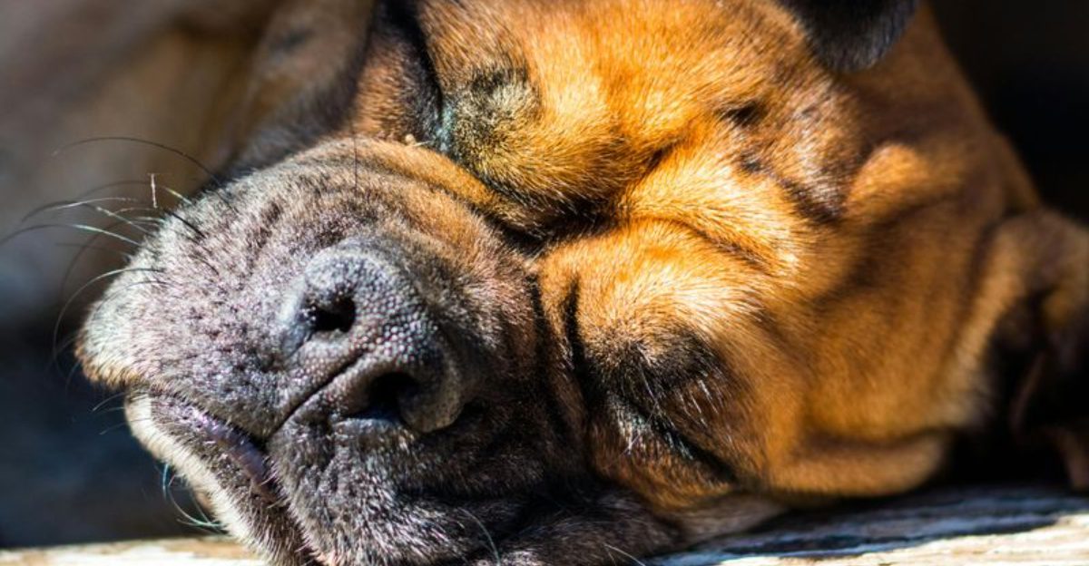 12 dogs with painfully short lifespans, owners say, are never easy to ...