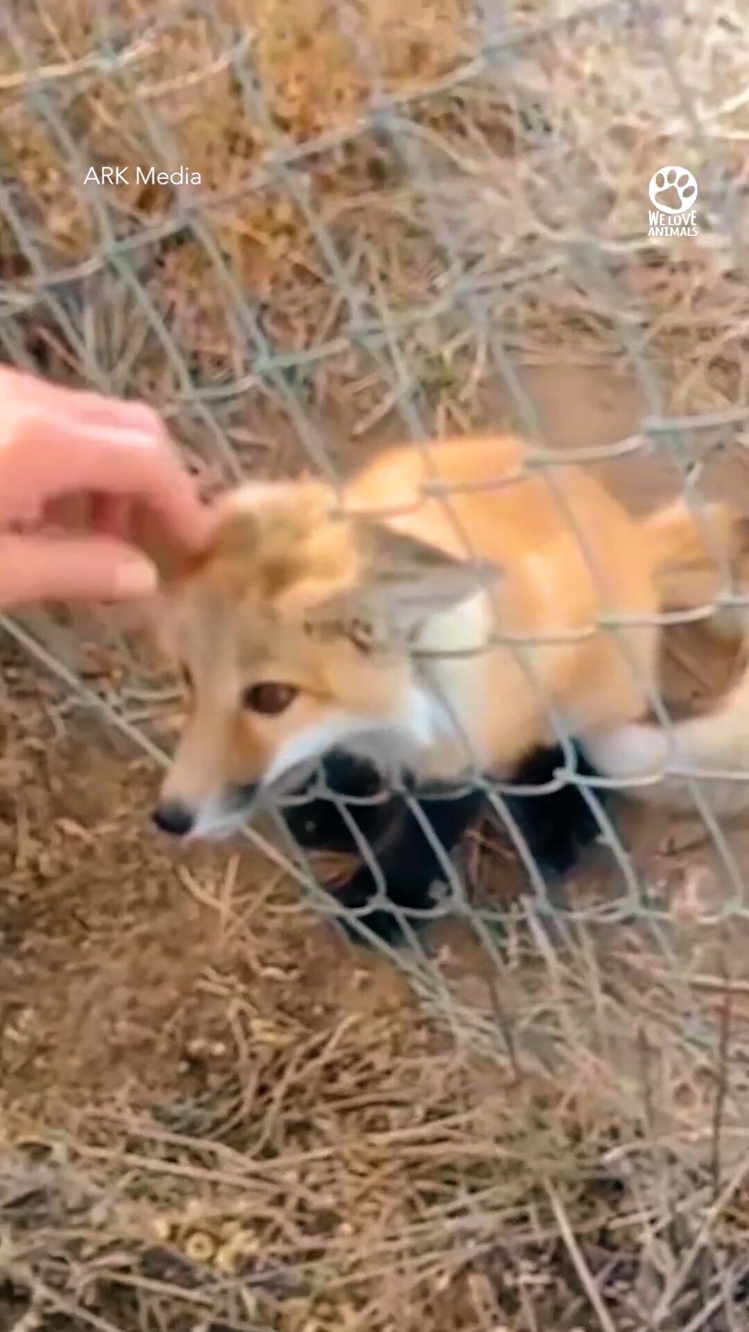 Baby fox rescued by hero couple ️