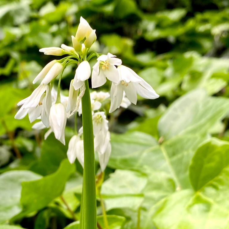 Garden experts issue warning against rapidly spreading invasive plant ...